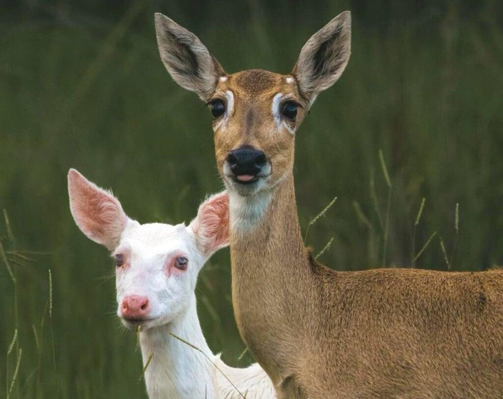 RARO VEADO-CAMPEIRO ALBINO É AVISTADO MAIS UMA VEZ NO PANTANAL – Cotia ...